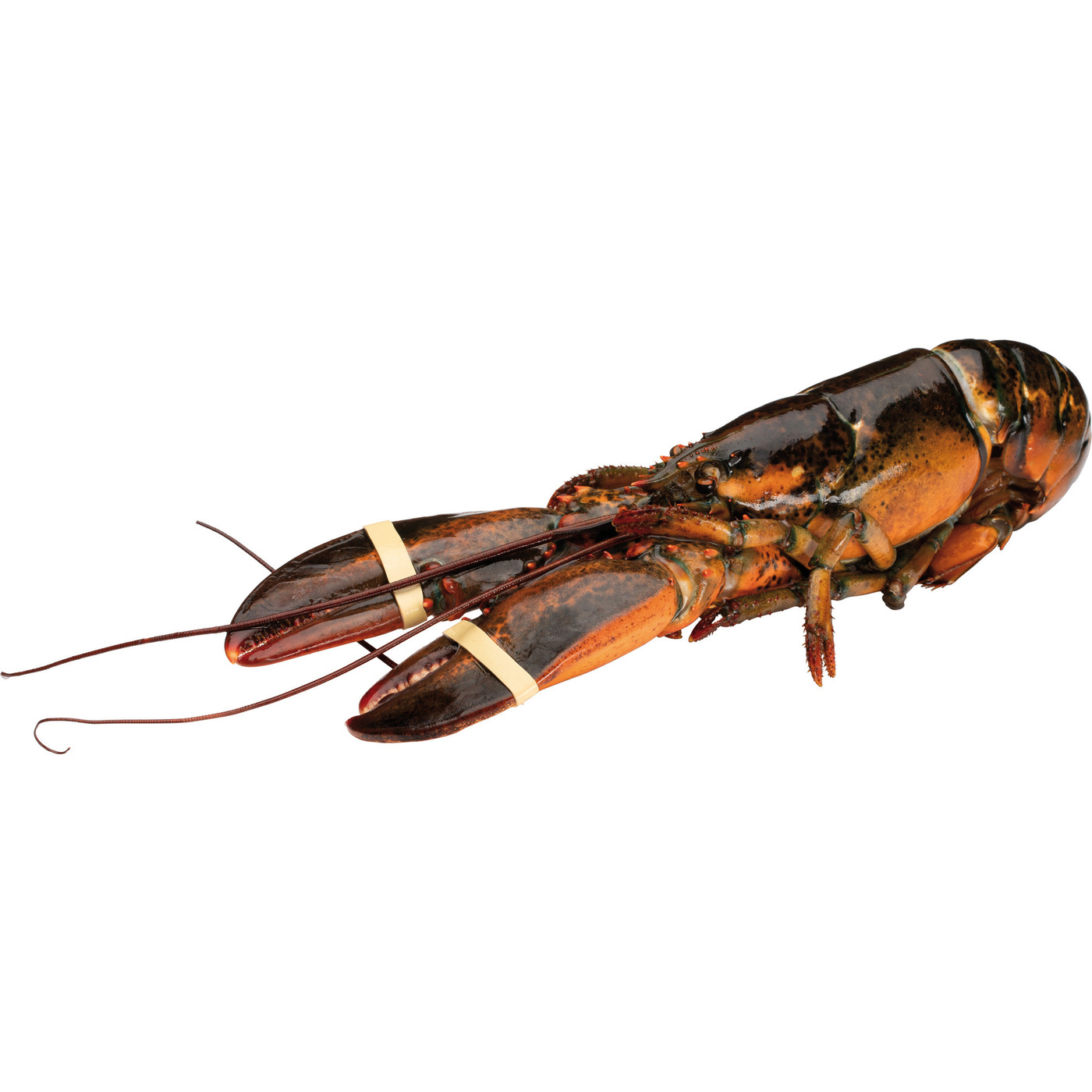 Transgourmet Österreich - Hummer Halves 700-800 g Kanada gefangen in ...