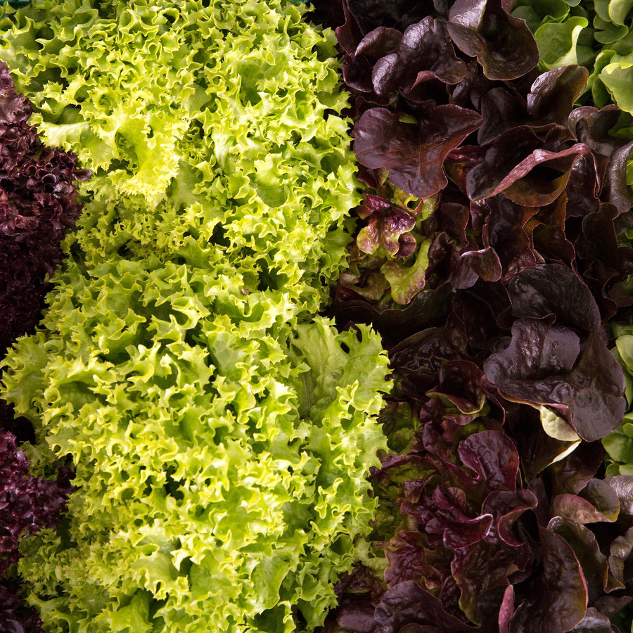 MUNDO AG - Blattsalat-Mix, Eichblatt und Lollo rot und grün