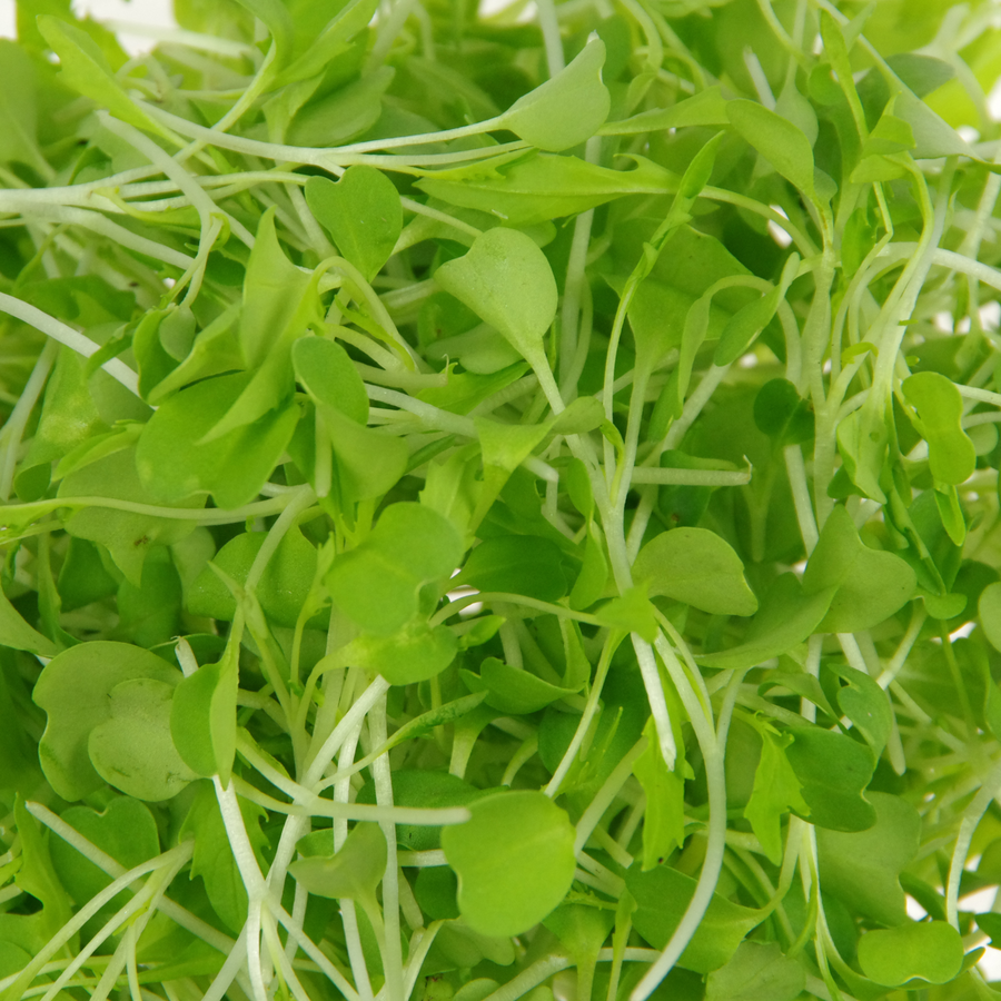 Gourmador - 2BFR Micro Leaves Mizuna 40g