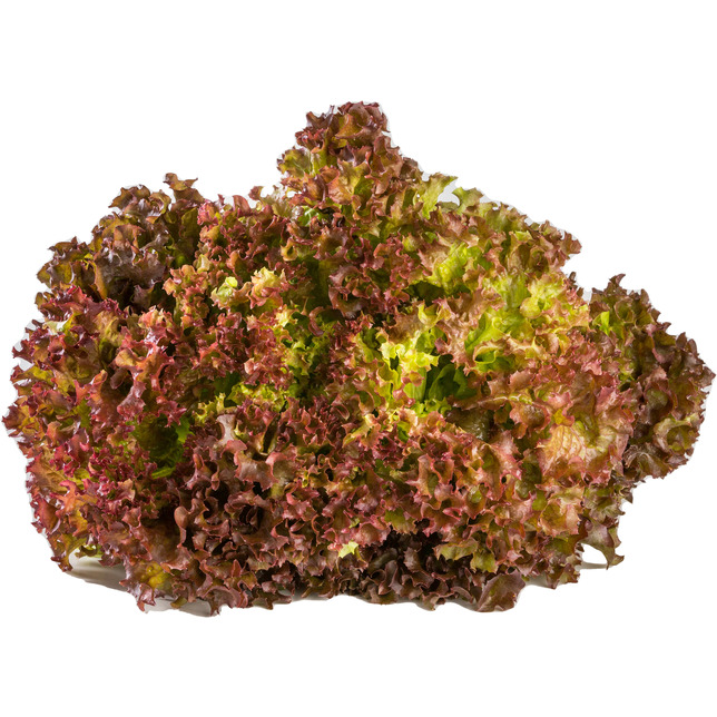 WEDL - BESTELLPORTAL - Aktionen