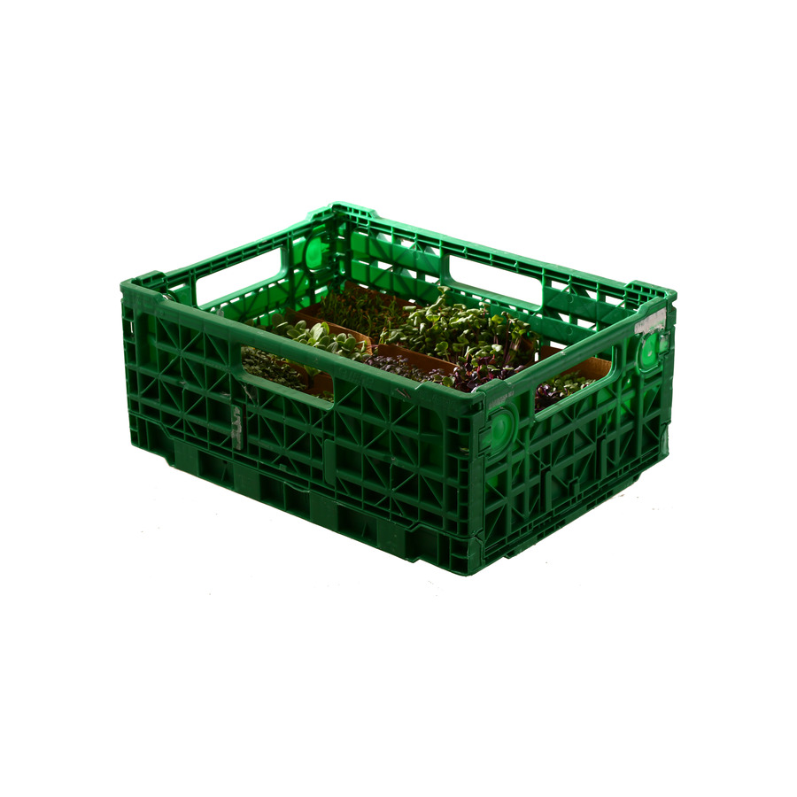 Bianchi - UMAMI Microgreens Sakura Mix Kiste 30 x 40 cm