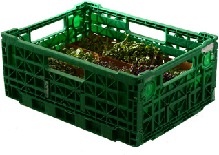 Bianchi - UMAMI Microgreens Sakura Mix Kiste 30 x 40 cm