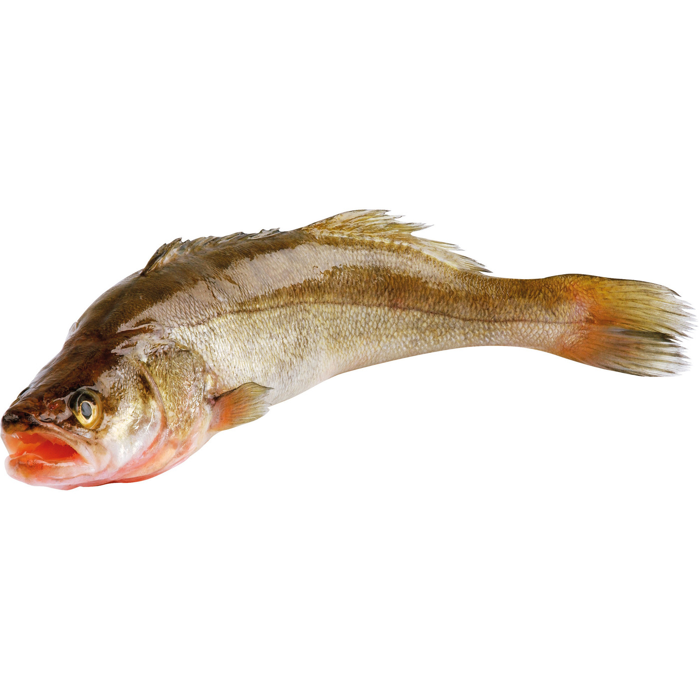 Transgourmet Österreich - Zander ausgenommen 4 kg+ aus Binnenfischerei ...