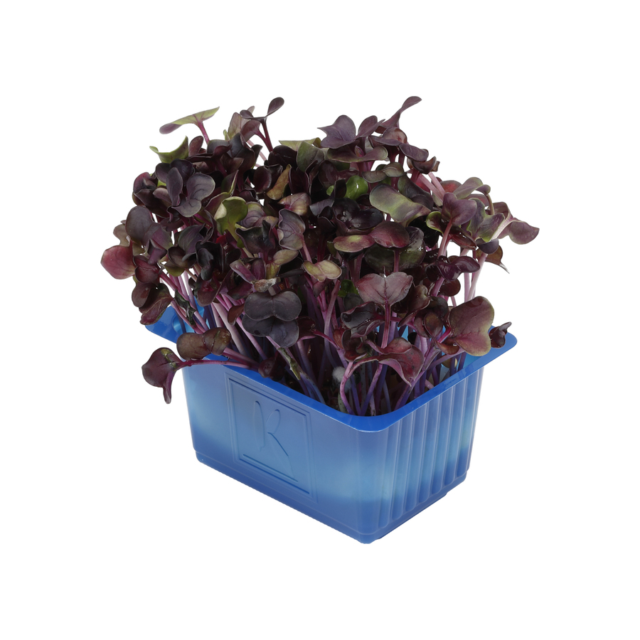MUNDO AG - Sakura Cress®