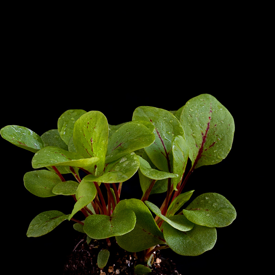 MUNDO AG - 2BFresh Sauerampfer / Blutampfer rot Micro Leaves